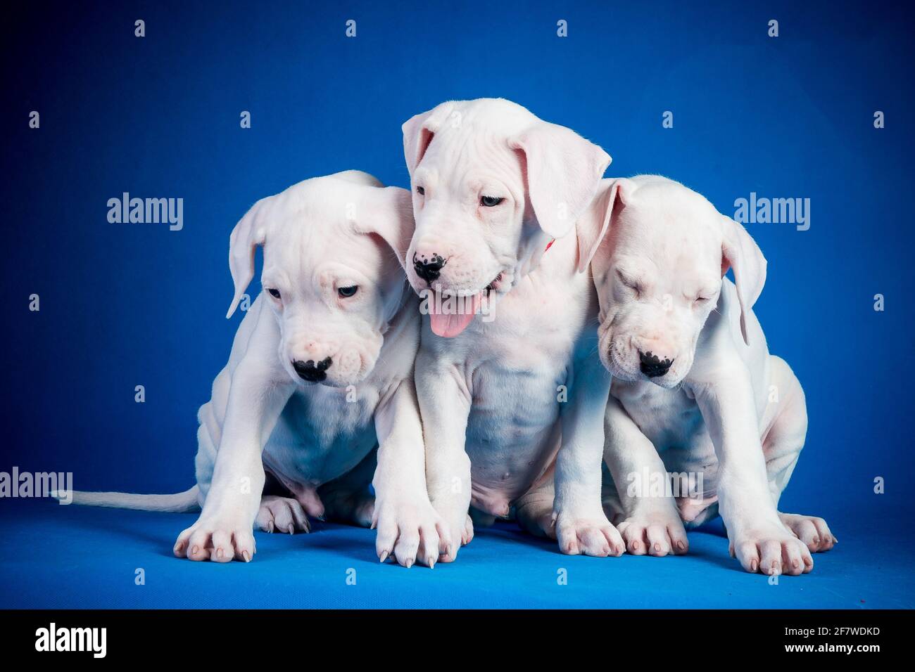Dogo argentino puppies hi-res stock photography and images - Alamy