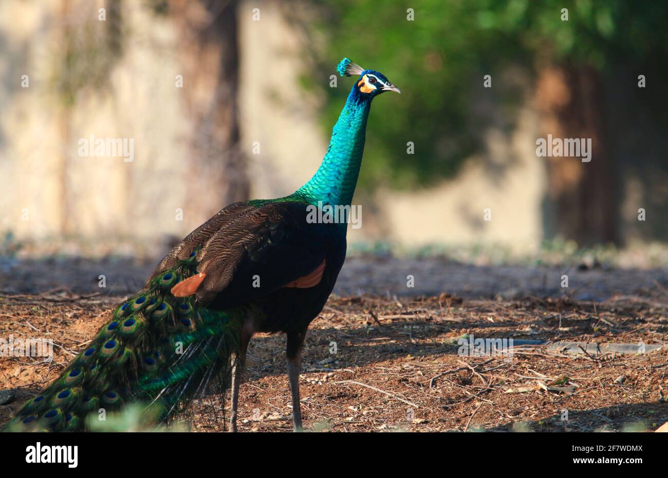 Indian peafowl, peacock Stock Photo - Alamy