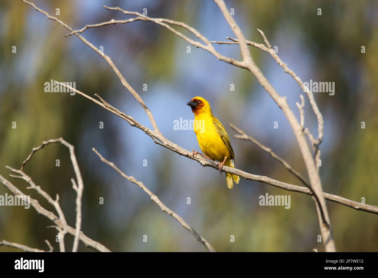 Bird weaving grass for nest hi-res stock photography and images - Alamy