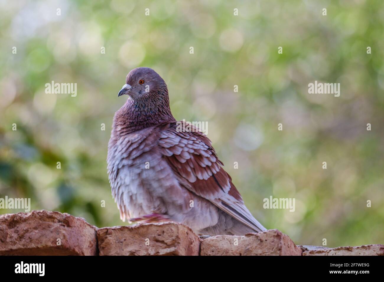 Laughing dove nest hi-res stock photography and images - Alamy