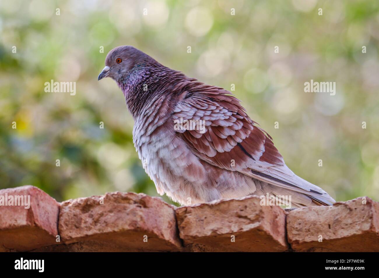 Laughing dove flying hi-res stock photography and images - Alamy