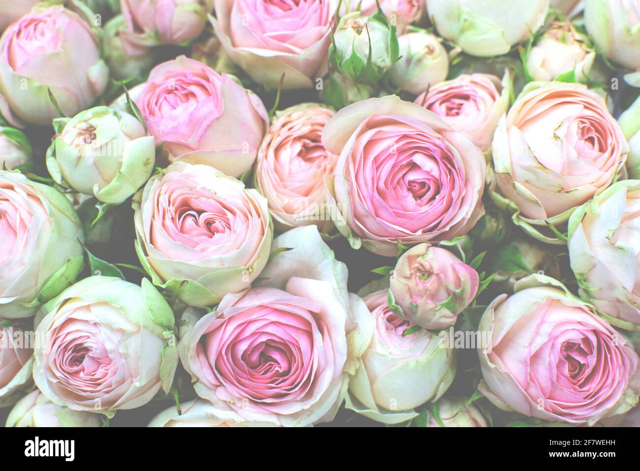 Beautiful pink pion-shaped rose. Bouquet Shrub roses. Pink pastel ...