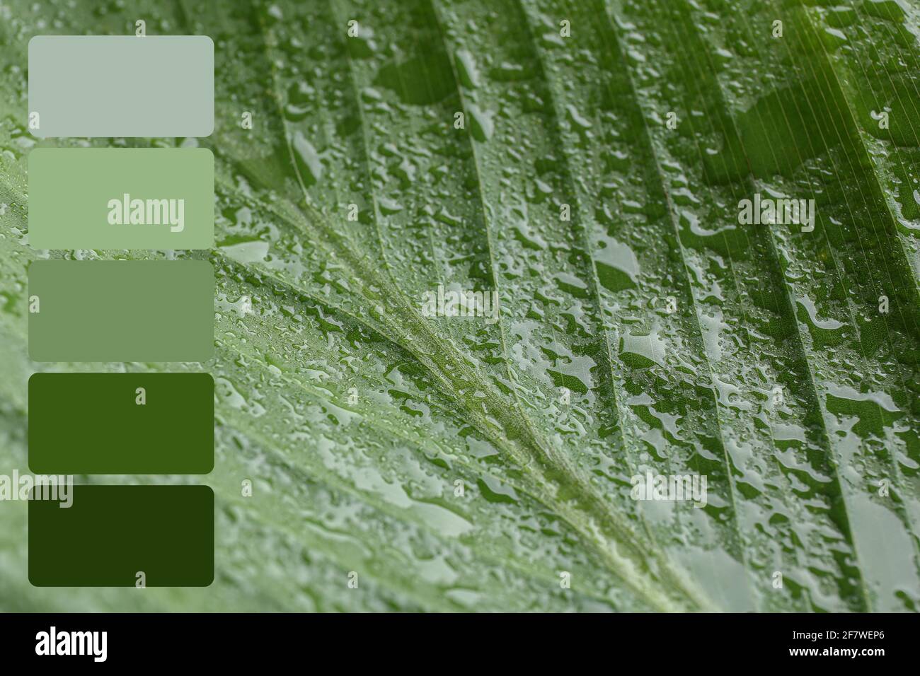 Green banana leaf with water drops, closeup. Different color patterns ...