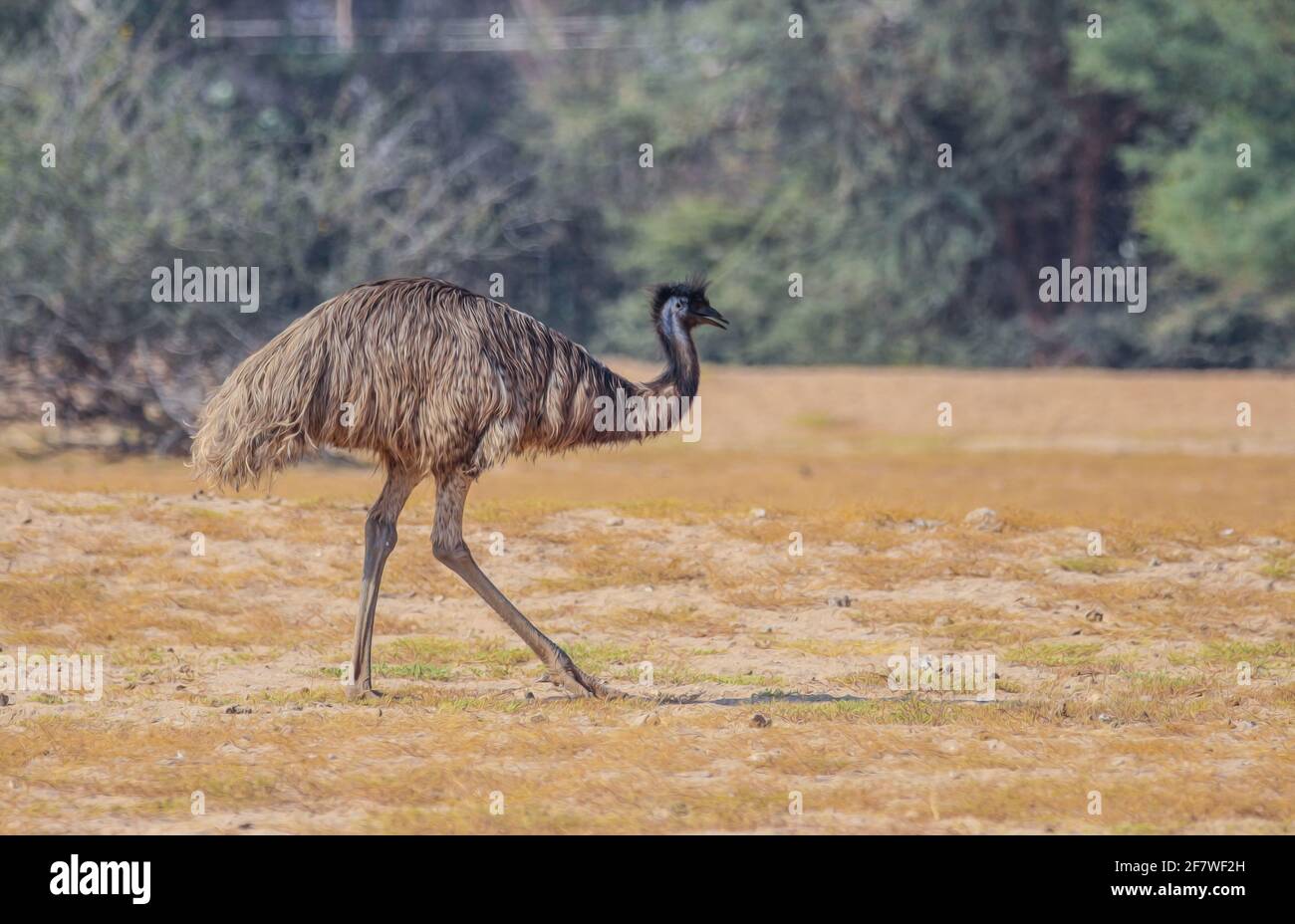 Emu vector hi-res stock photography and images - Alamy