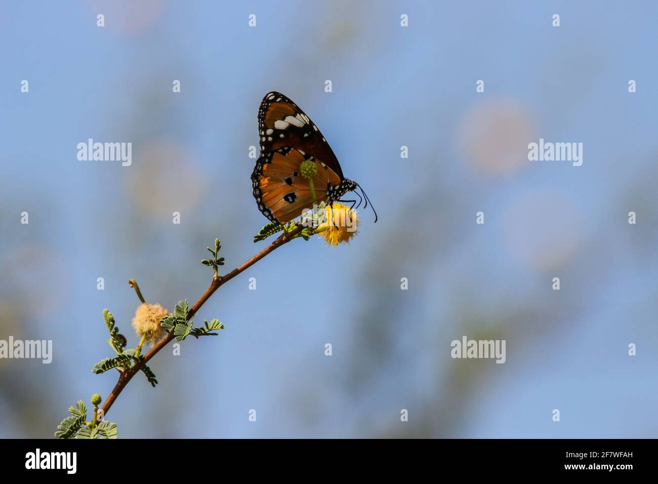 Common tiger blue butterfly hi-res stock photography and images - Alamy
