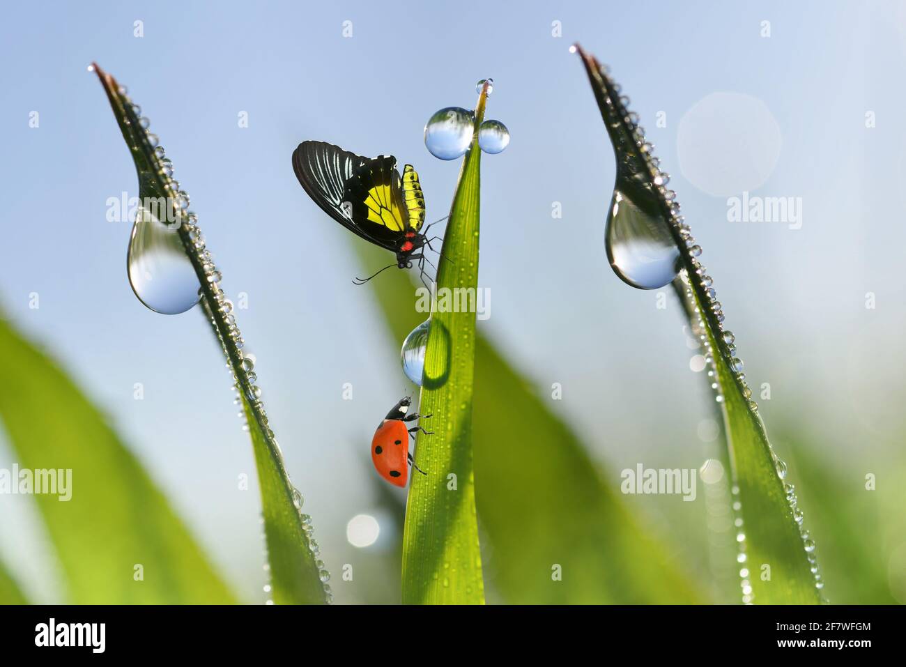 Raindrop butterfly hi-res stock photography and images - Alamy