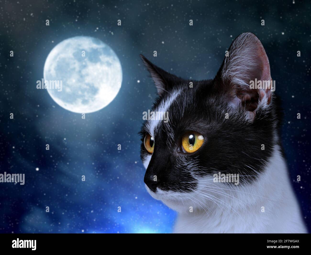 Portrait of a cat in the dark night Stock Photo - Alamy