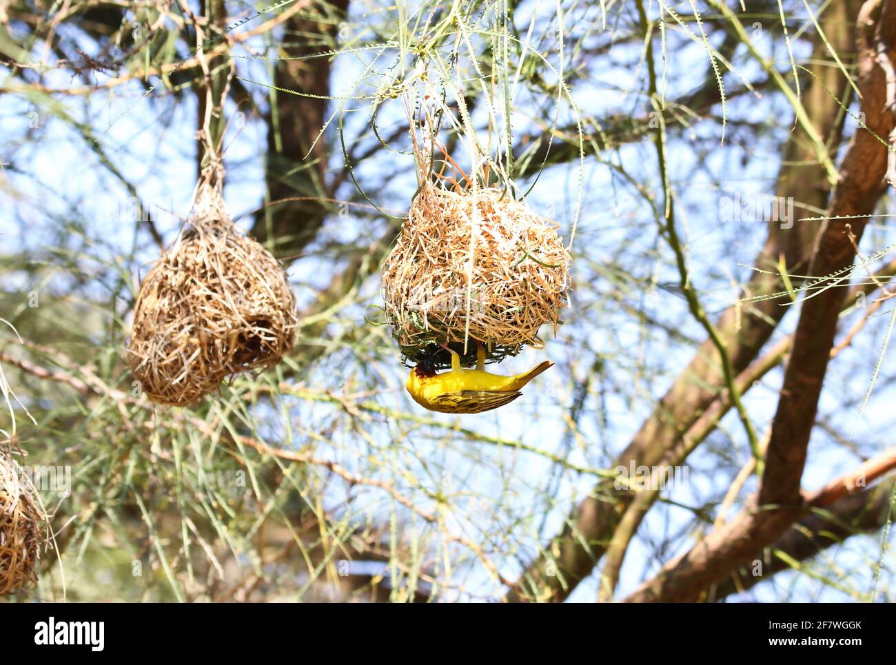 Vitelline masked weaver nest hi-res stock photography and images - Alamy