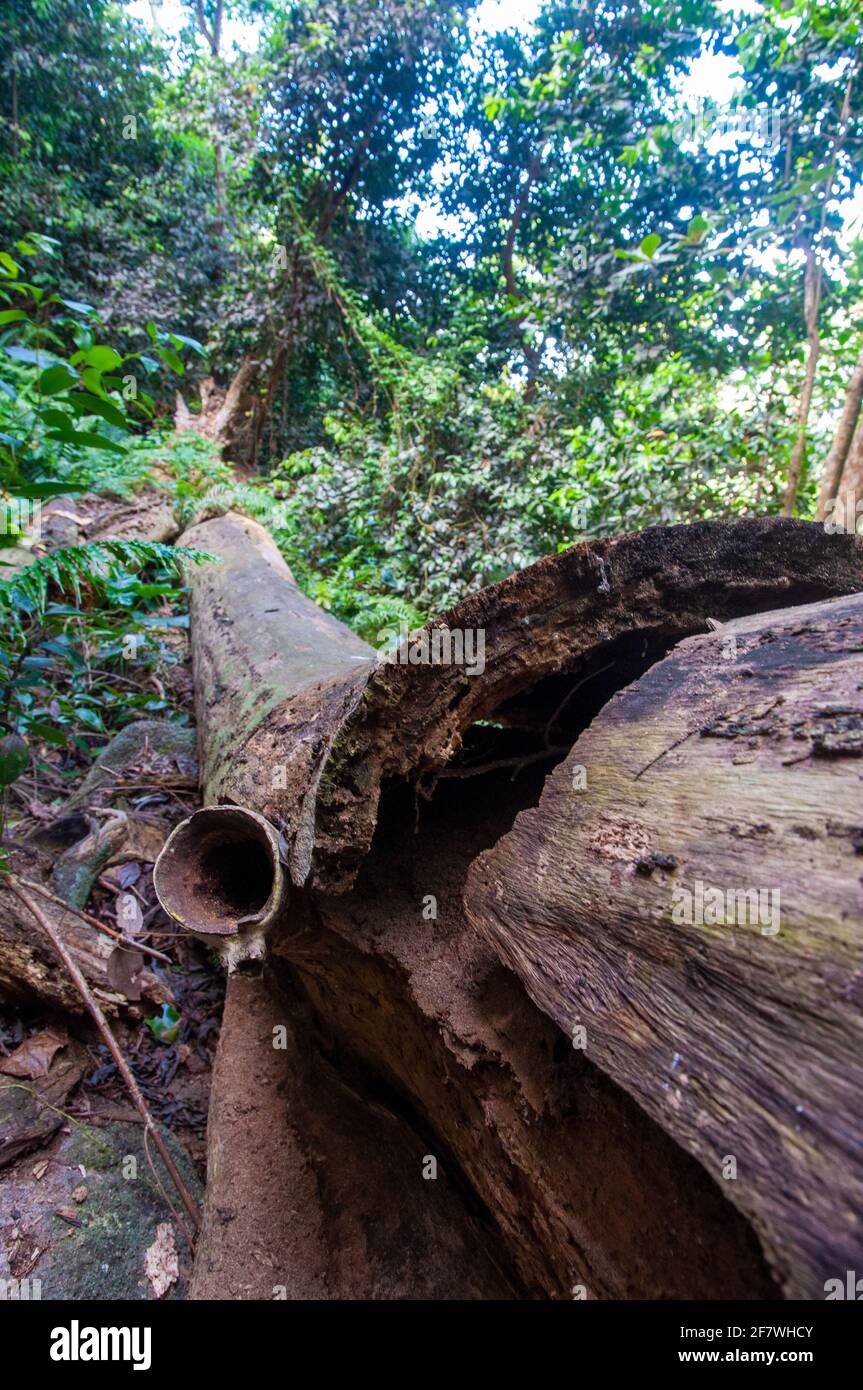 Dead Takamaka tree in the forest Stock Photo - Alamy