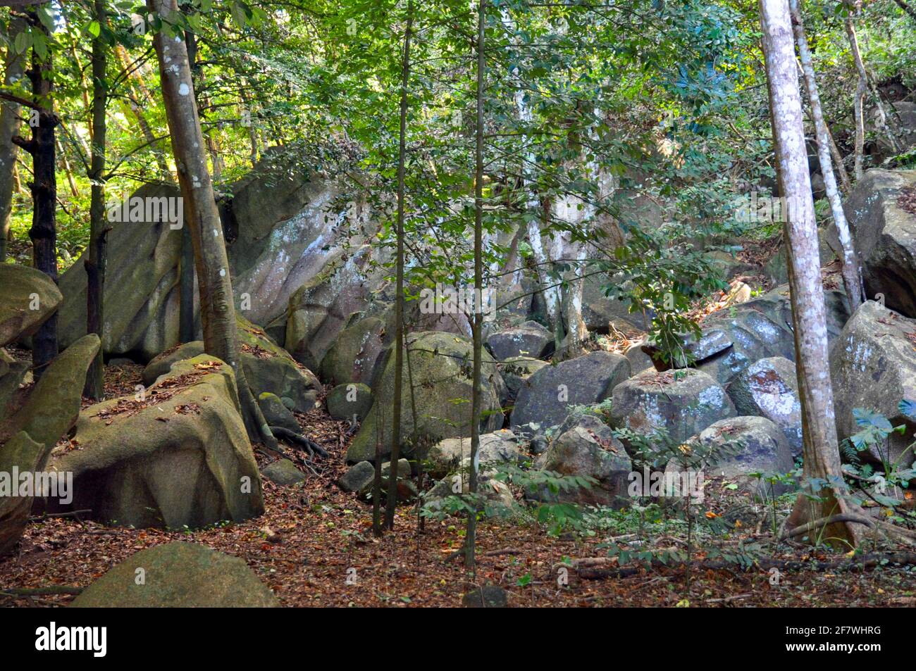 Boulder of granite rock into the tropical green jungle, Seychelles ...
