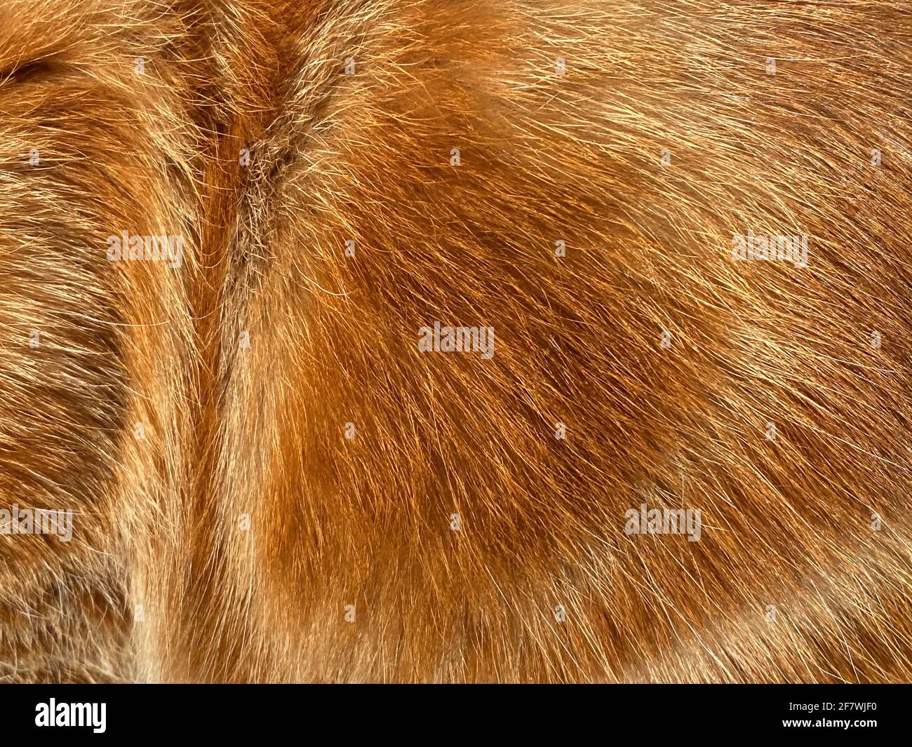 Close-up on a the hairy ginger cat, red fur, beautiful natural texture ...