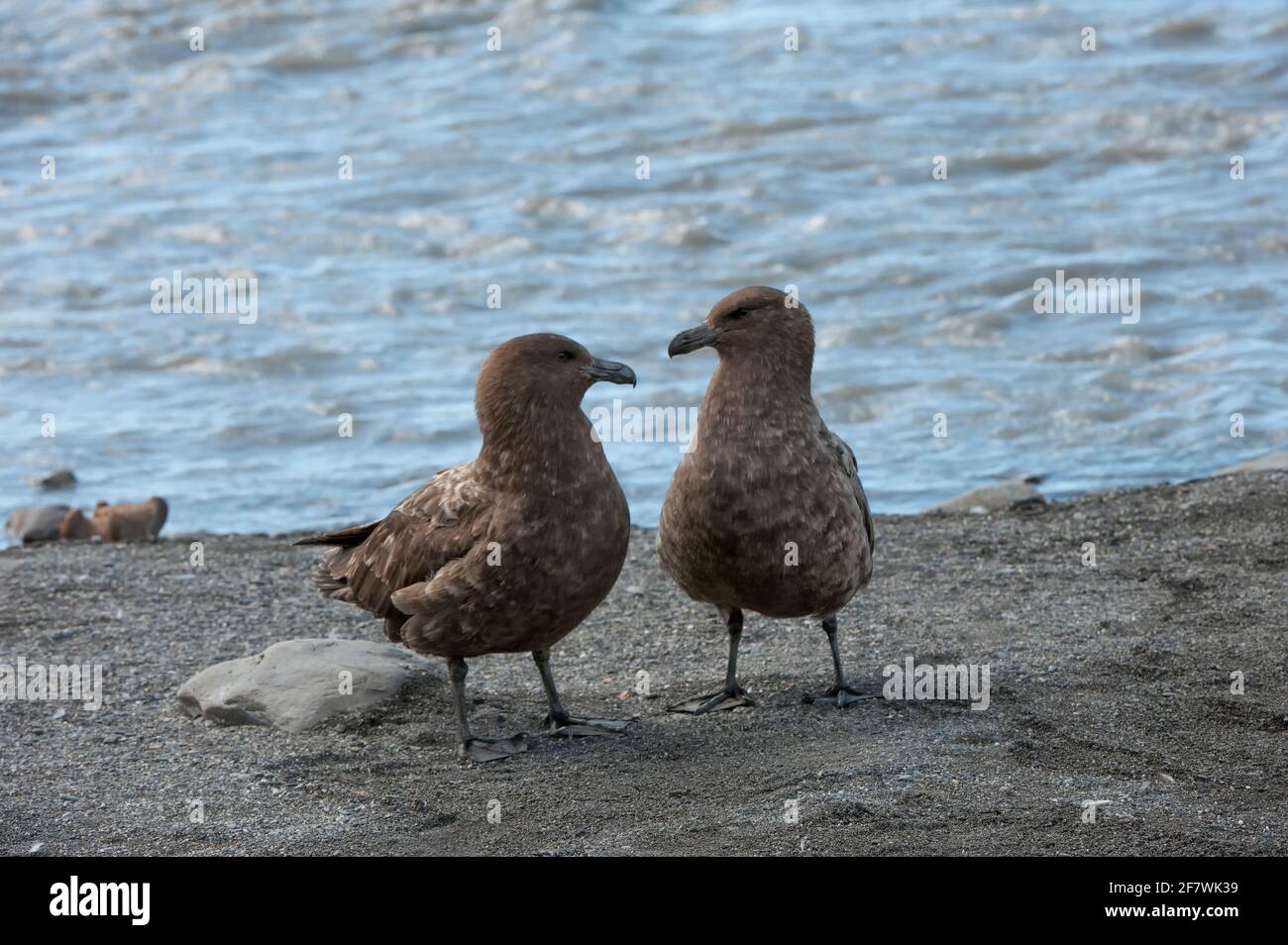 Brown skuas (Stercorarius antarcticus), St Andrews Bay, South Georgia Island Stock Photo - Alamy