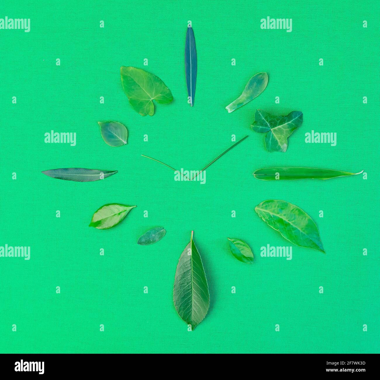 Clock made with leaves of different plants and blades of grass on a ...