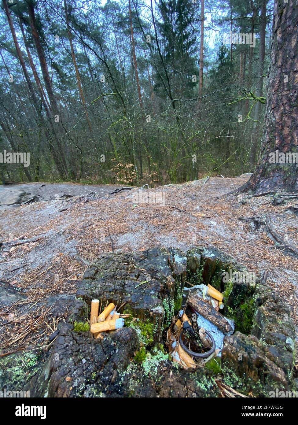Cigarette pollution in forest, Virton, Luxembourg, Belgium. Close to ...