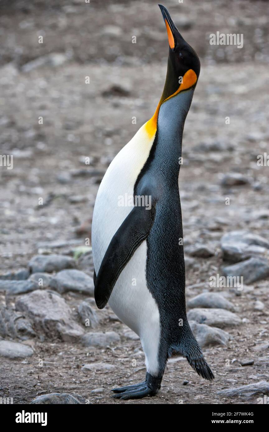 King penguin (Aptenodytes patagonicus) callling, St. Andrews Bay, South ...