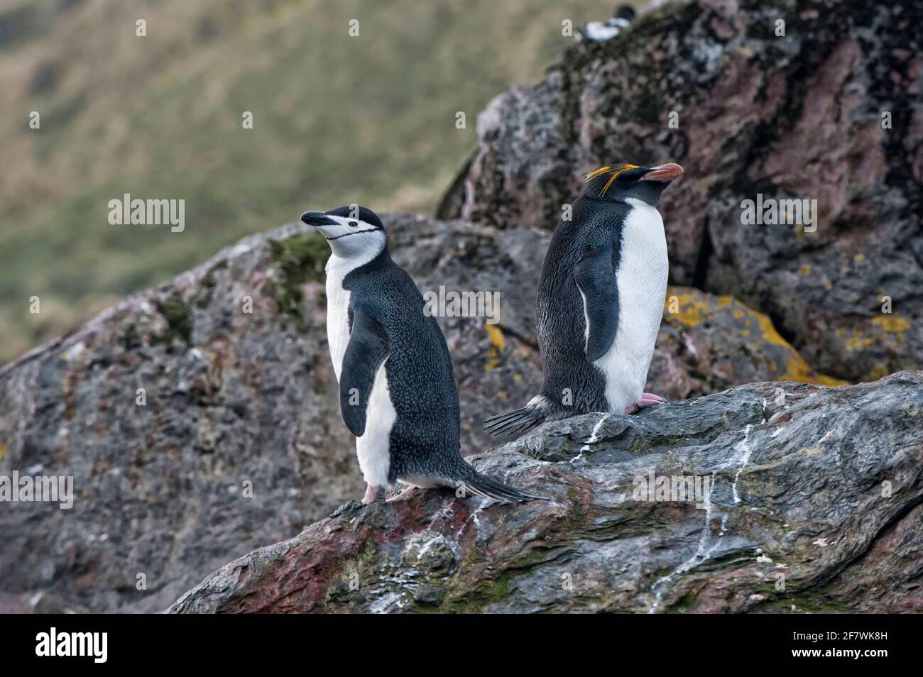 Macaroni penguin (Eudyptes chrysolophus) and Chinstrap penguin ...