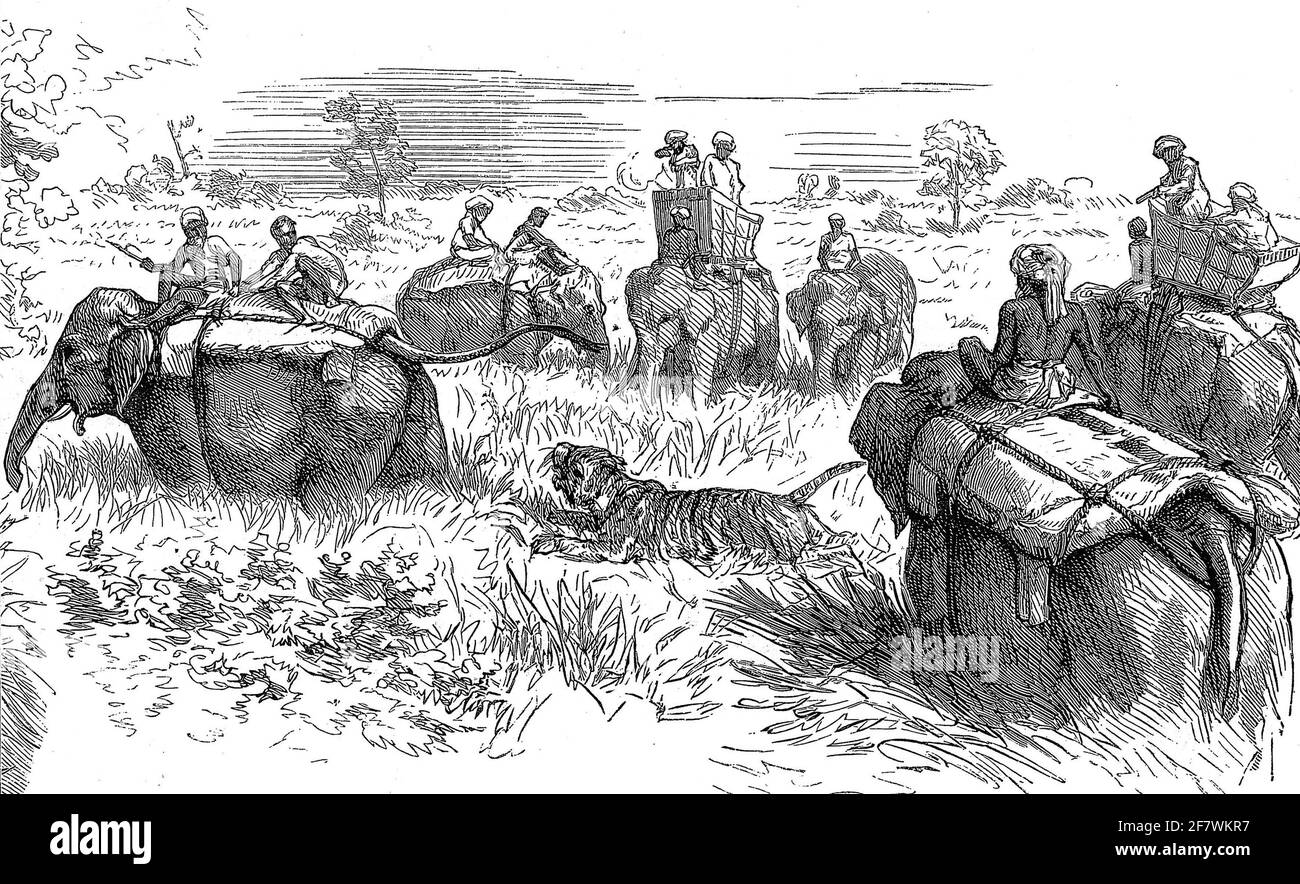 Tiger hunting 1800s hi-res stock photography and images - Alamy