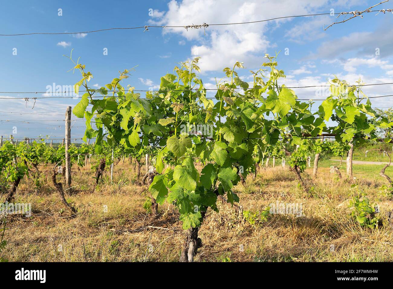 Growing bio grapes in the northern fields in the summer Stock Photo - Alamy