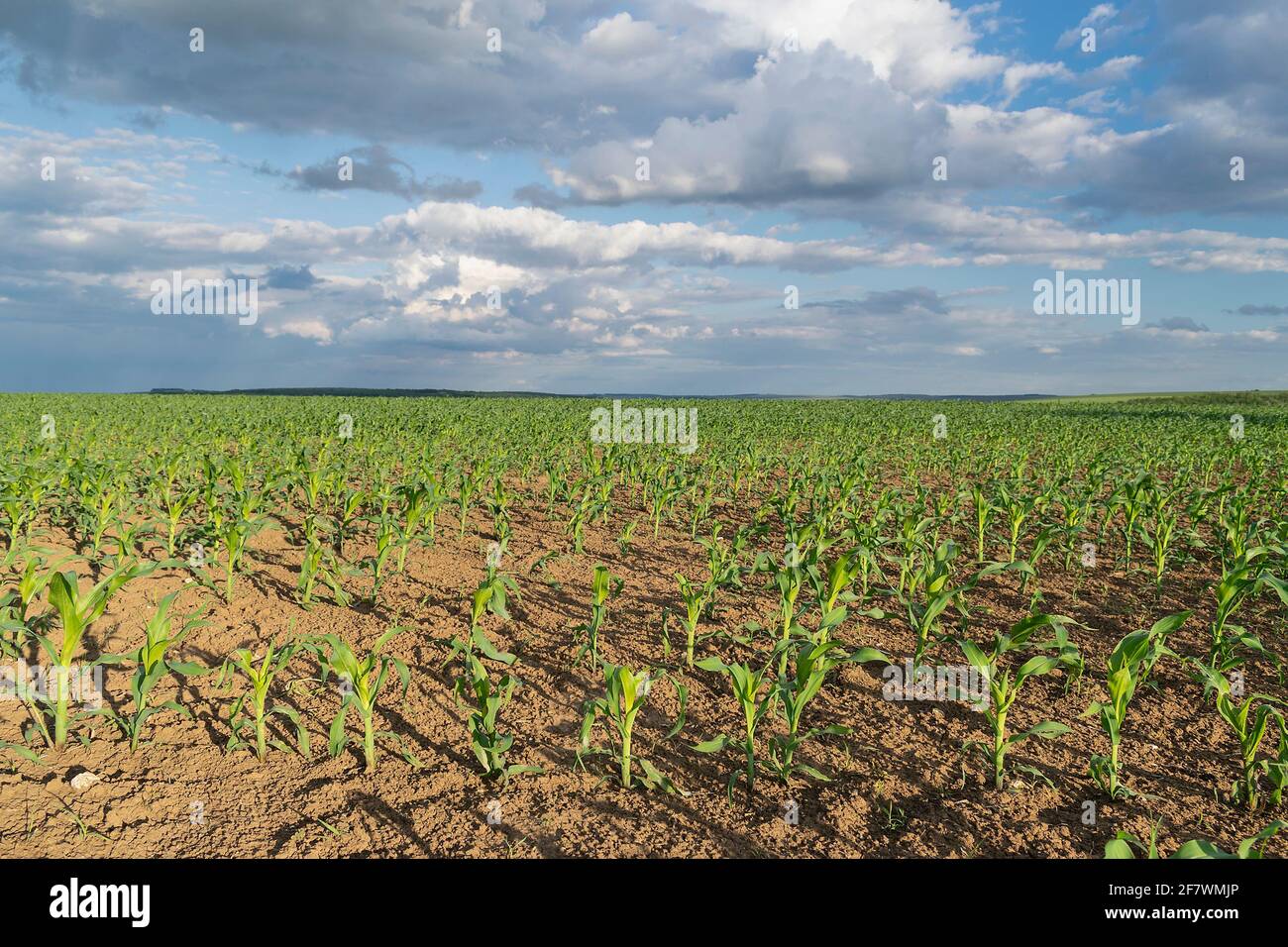 Blue green stems hi-res stock photography and images - Alamy