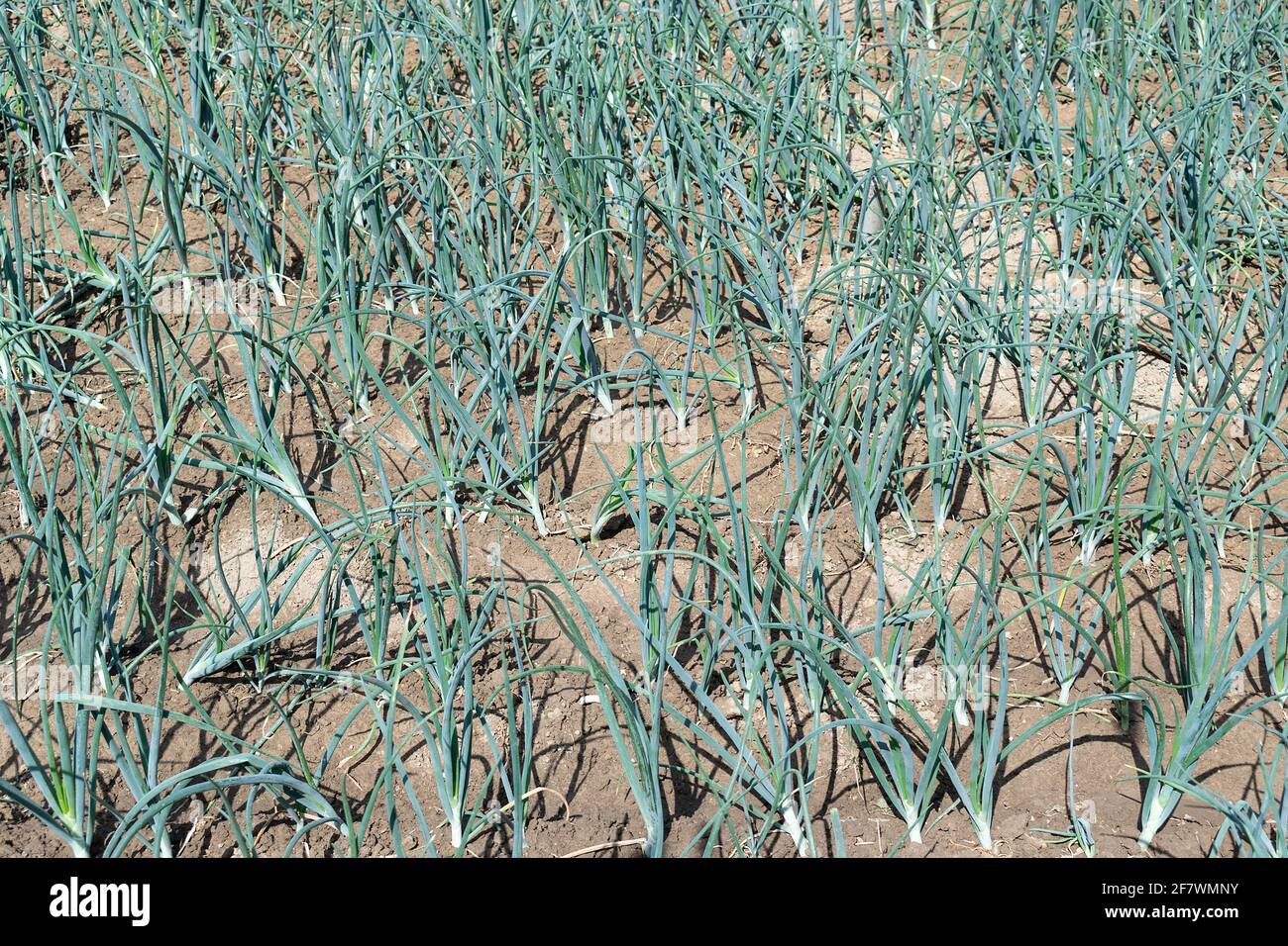 Spring Onion In Soil High Resolution Stock Photography and Images - Alamy