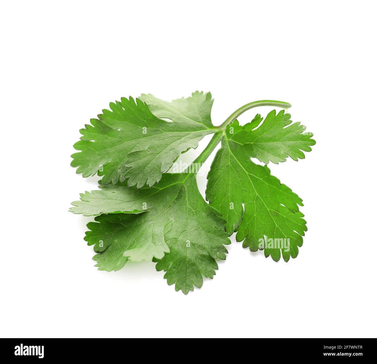 Fresh cilantro leaf on white background Stock Photo - Alamy