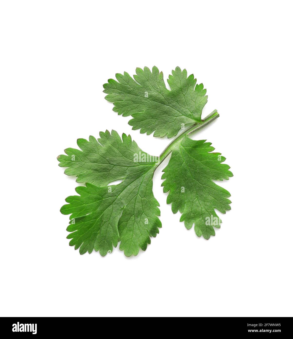 Fresh cilantro leaf on white background Stock Photo - Alamy