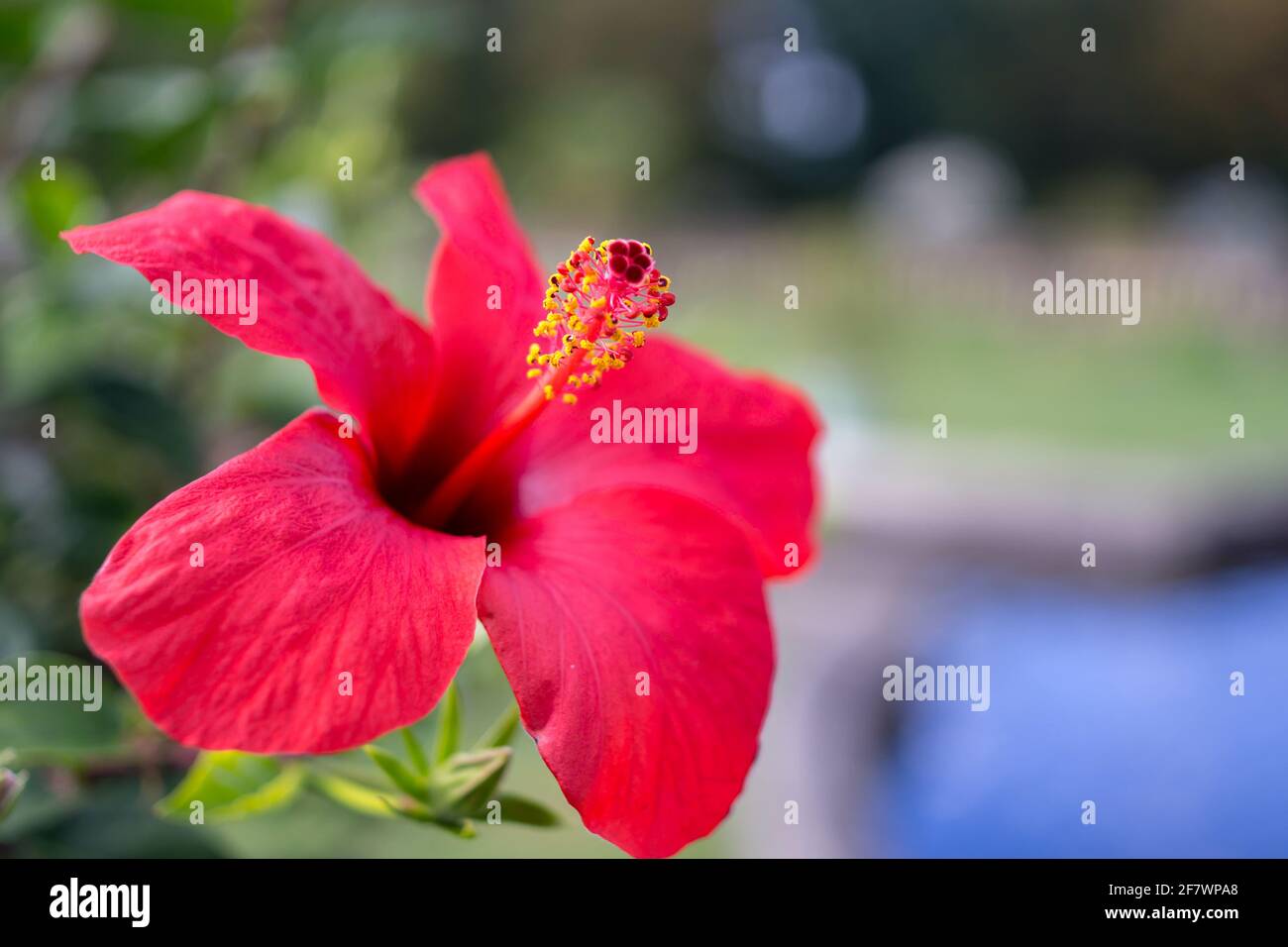 Closeup shot of a beautiful red Chinese Shoeblackplant (Hibiscus rosa ...