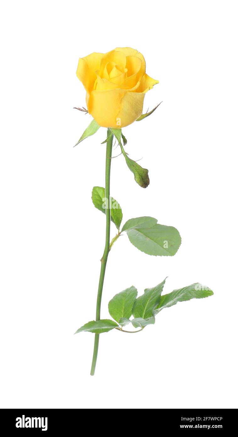 Fresh yellow rose on white background Stock Photo - Alamy