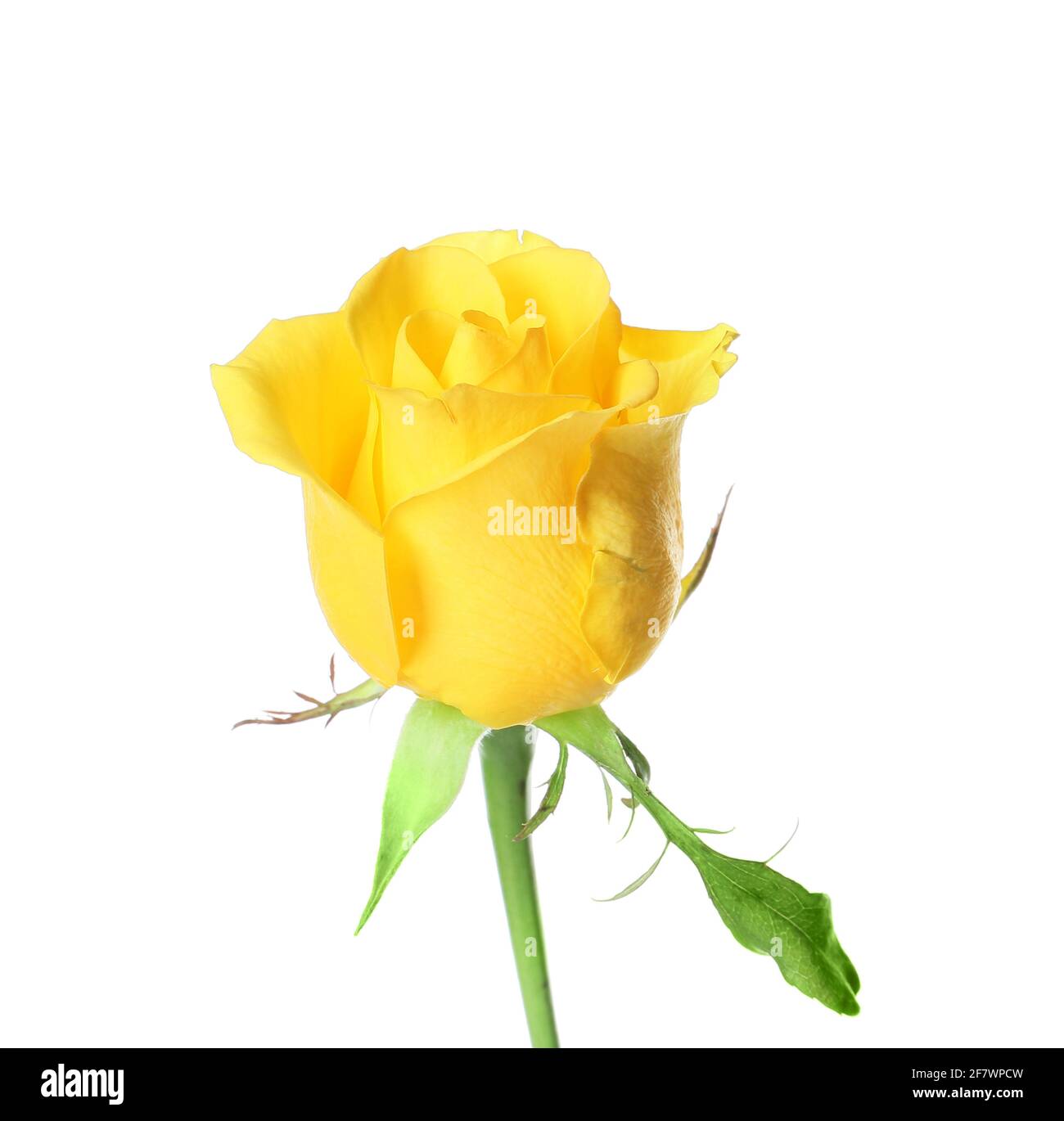 Fresh yellow rose on white background Stock Photo - Alamy