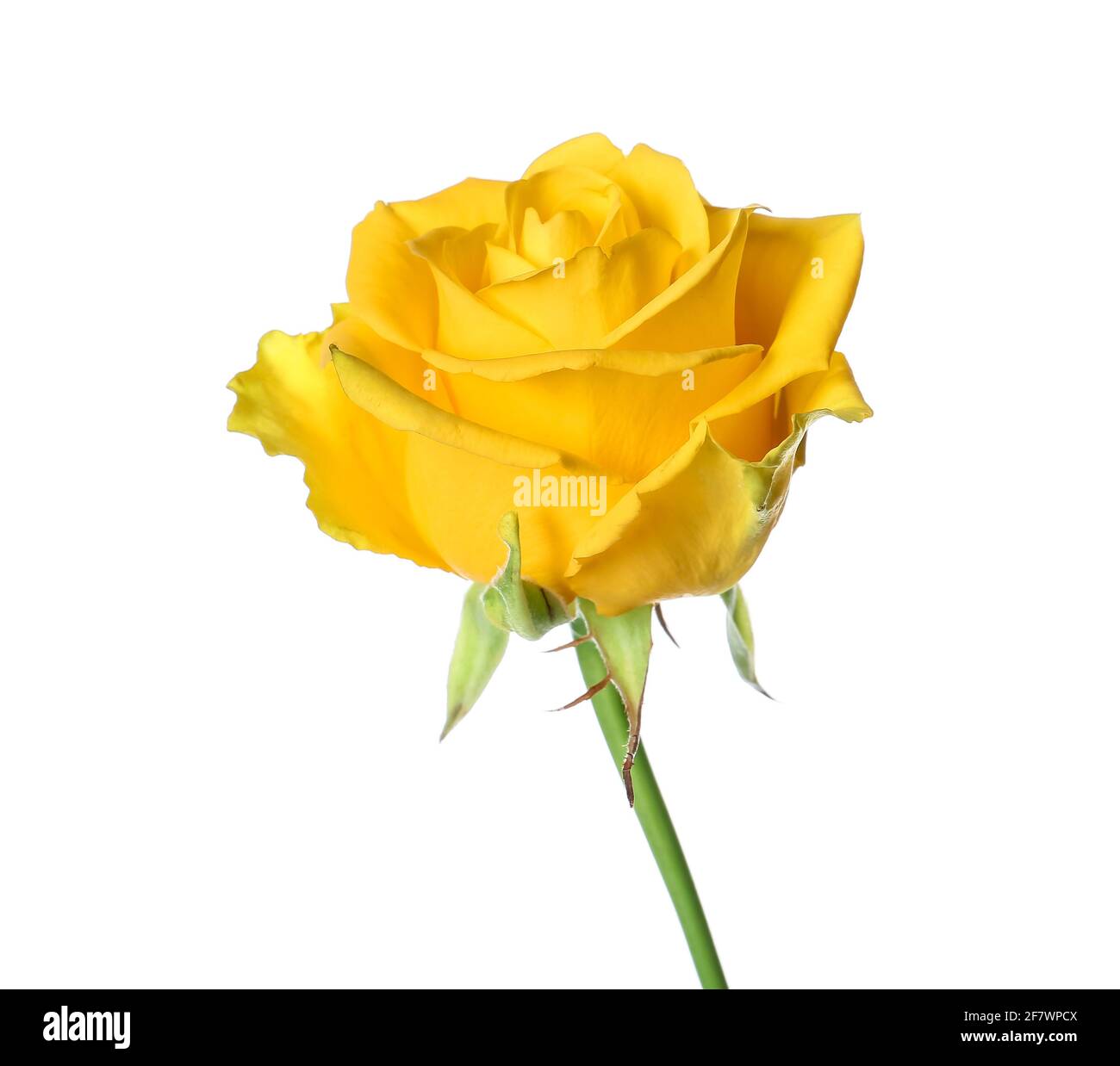 Fresh yellow rose on white background Stock Photo - Alamy