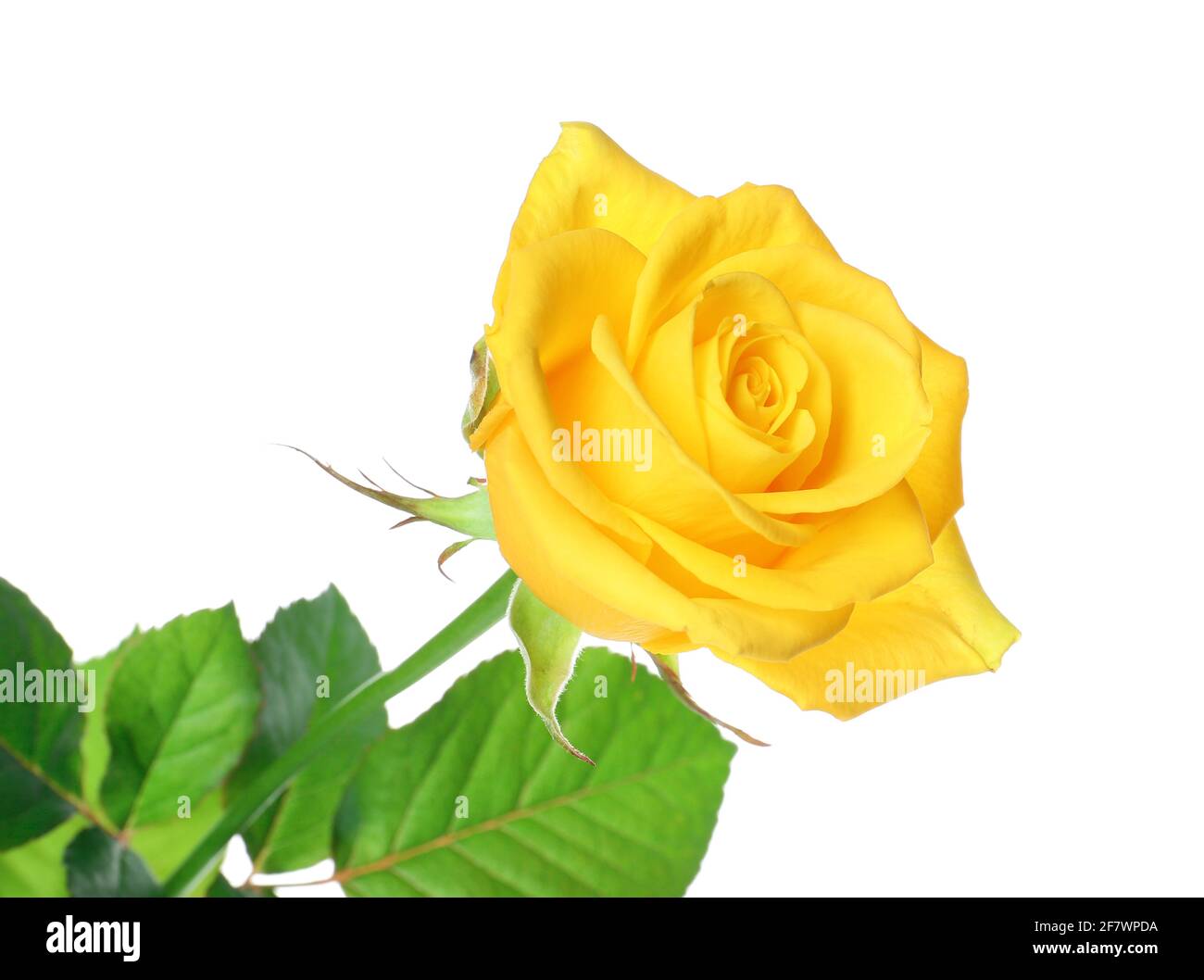 Fresh yellow rose on white background Stock Photo - Alamy