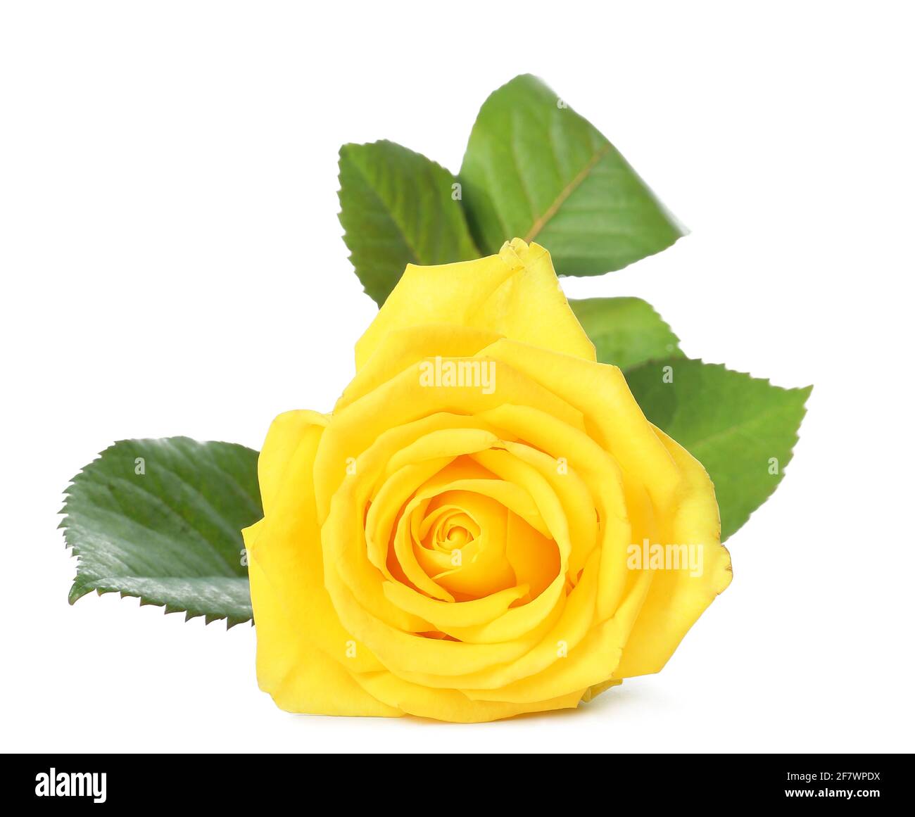 Fresh yellow rose on white background Stock Photo - Alamy
