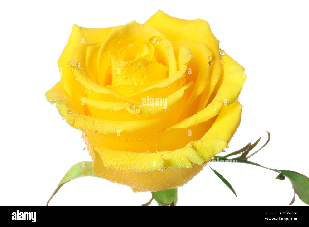 Fresh yellow rose on white background Stock Photo - Alamy