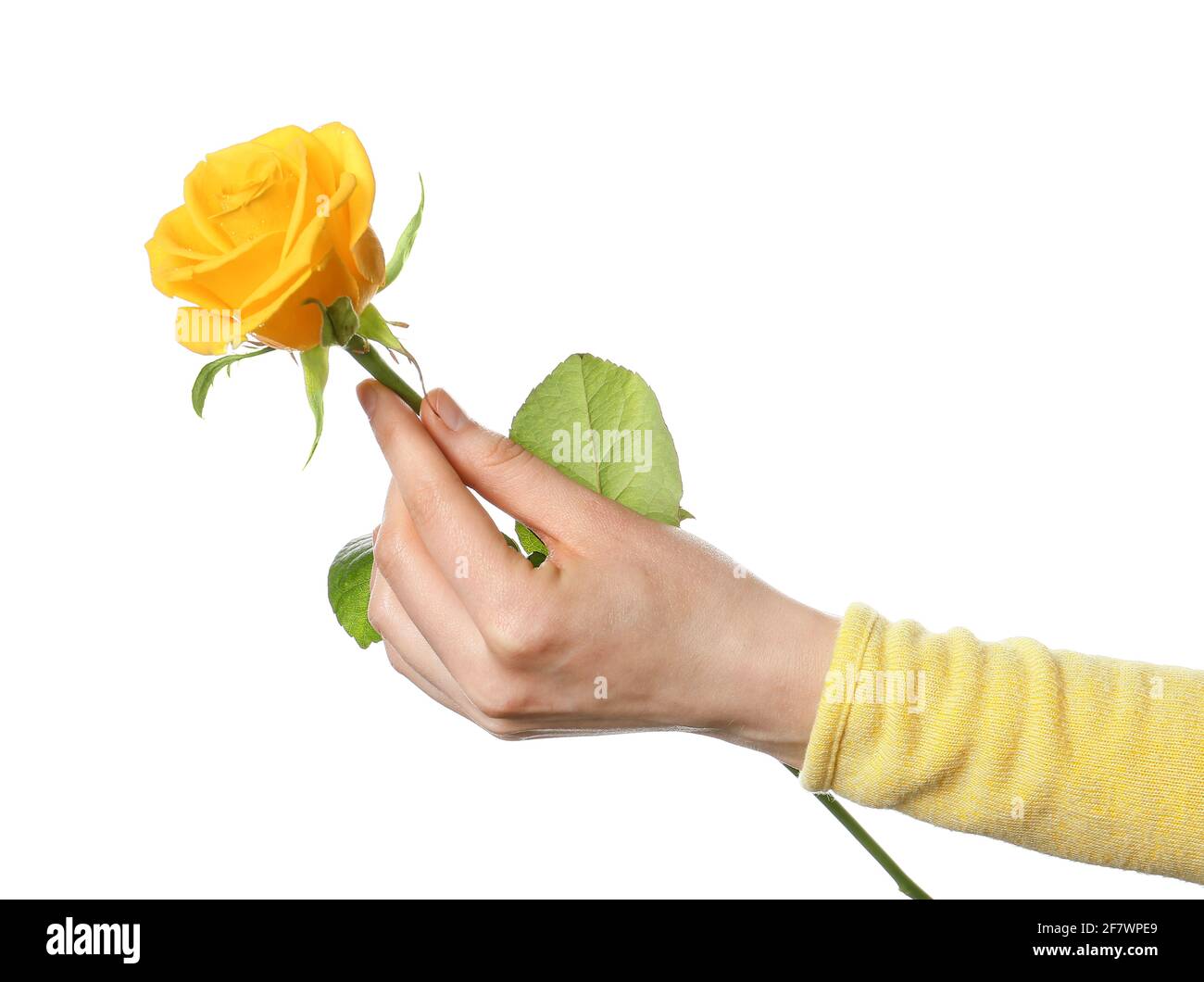 Female hand with fresh yellow rose on white background Stock Photo - Alamy