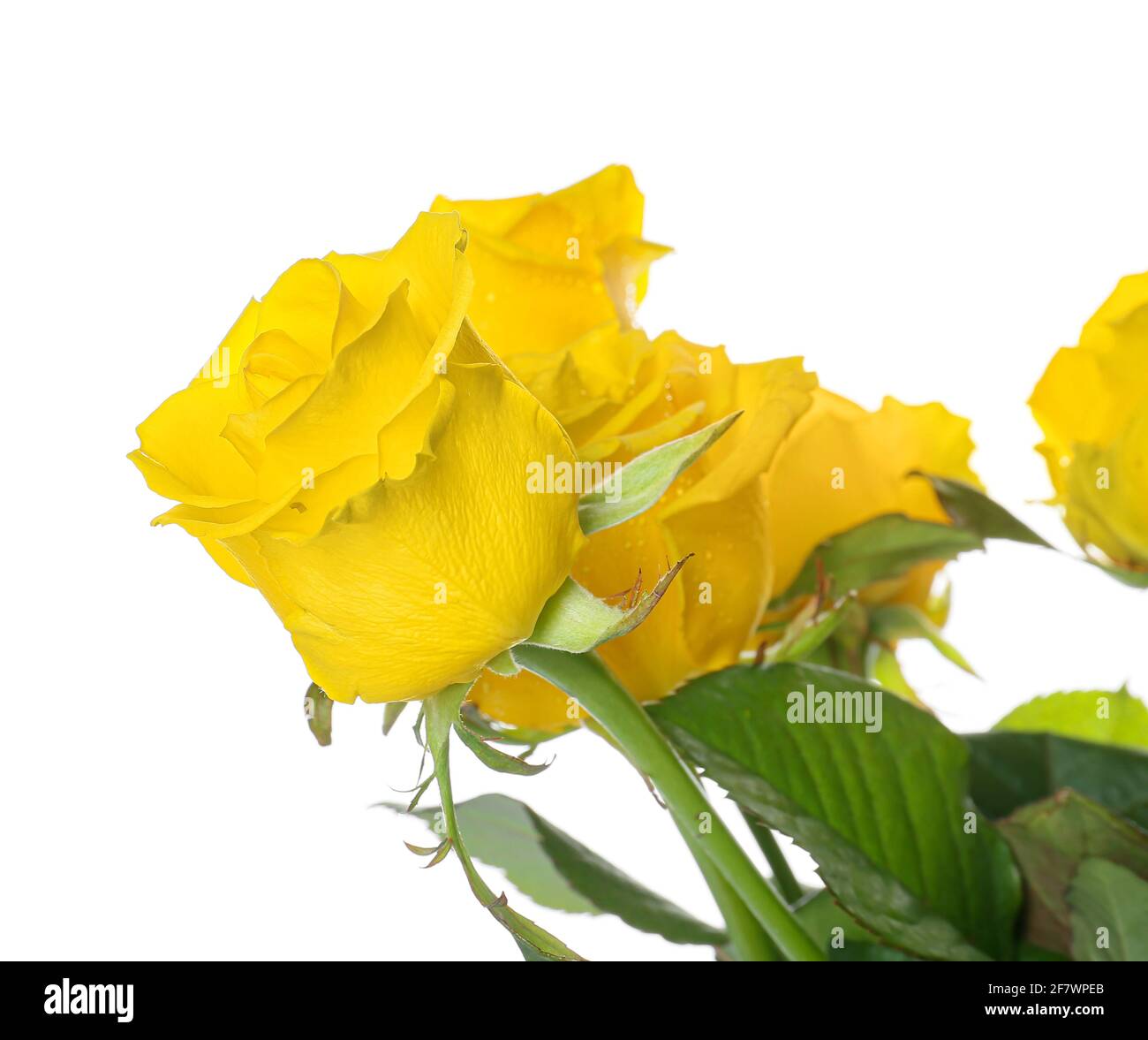 Fresh yellow roses on white background Stock Photo - Alamy