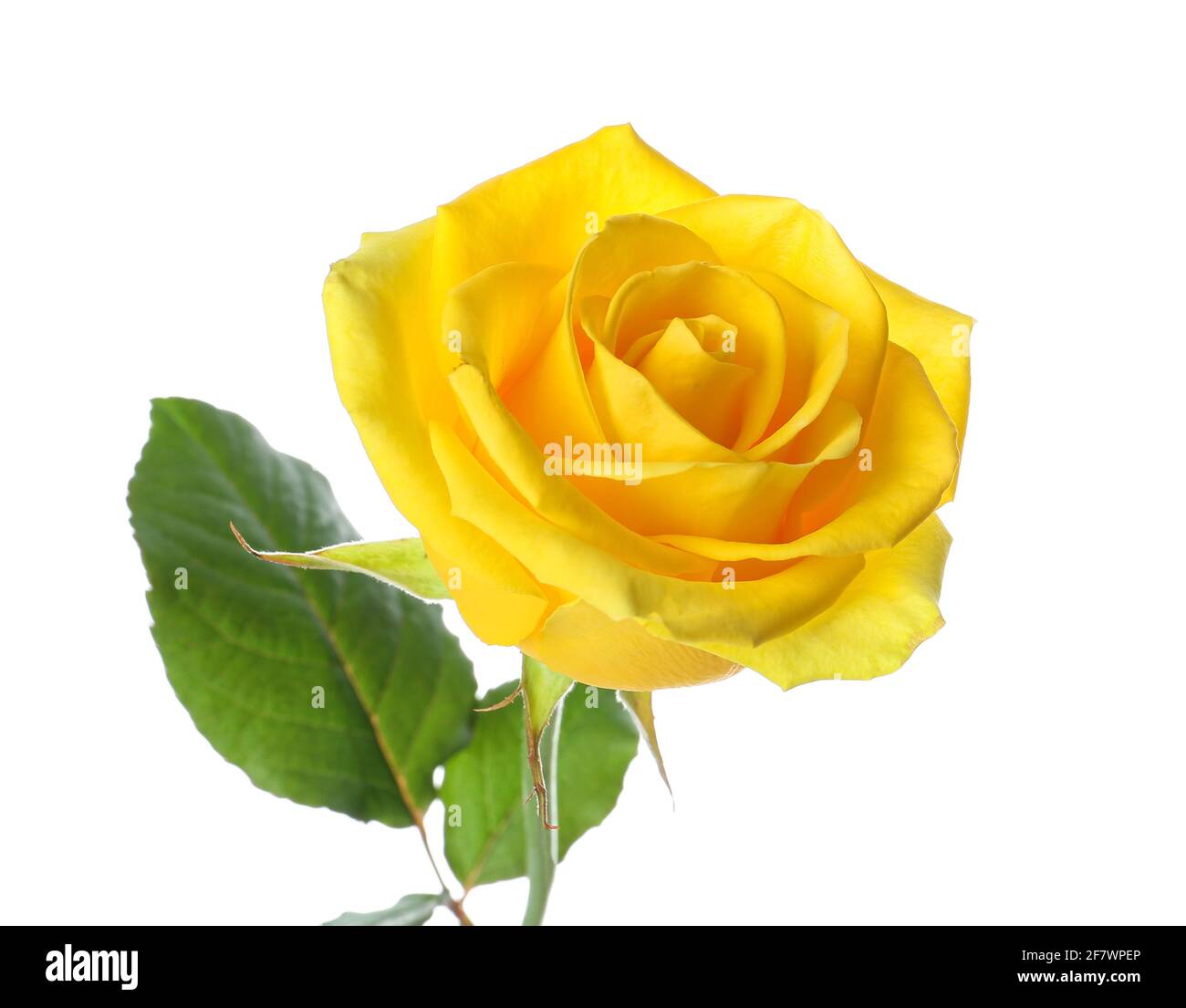 Fresh yellow rose on white background Stock Photo - Alamy