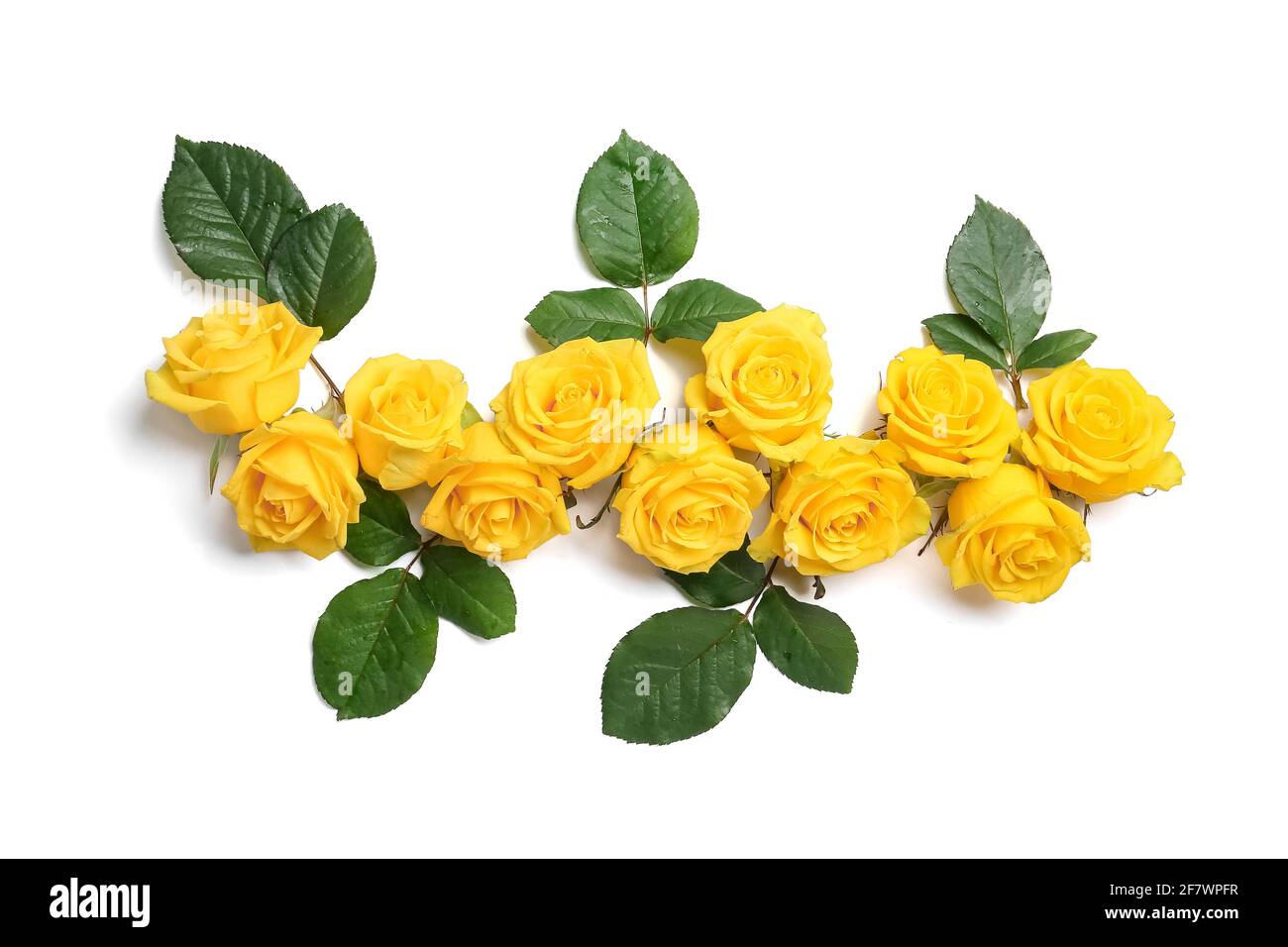 Fresh yellow roses with green leaves on white background Stock Photo ...