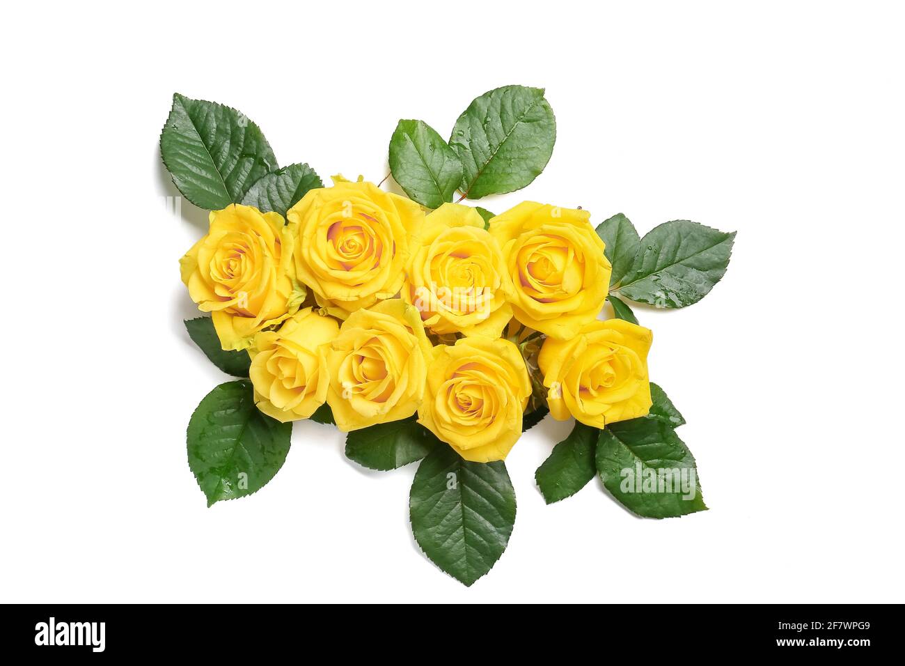 Fresh yellow roses with green leaves on white background Stock Photo ...