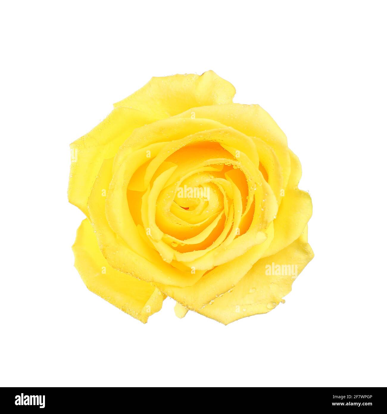 Fresh yellow rose on white background Stock Photo - Alamy