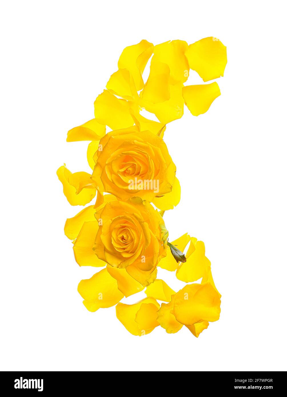 Fresh yellow roses border hi-res stock photography and images - Alamy