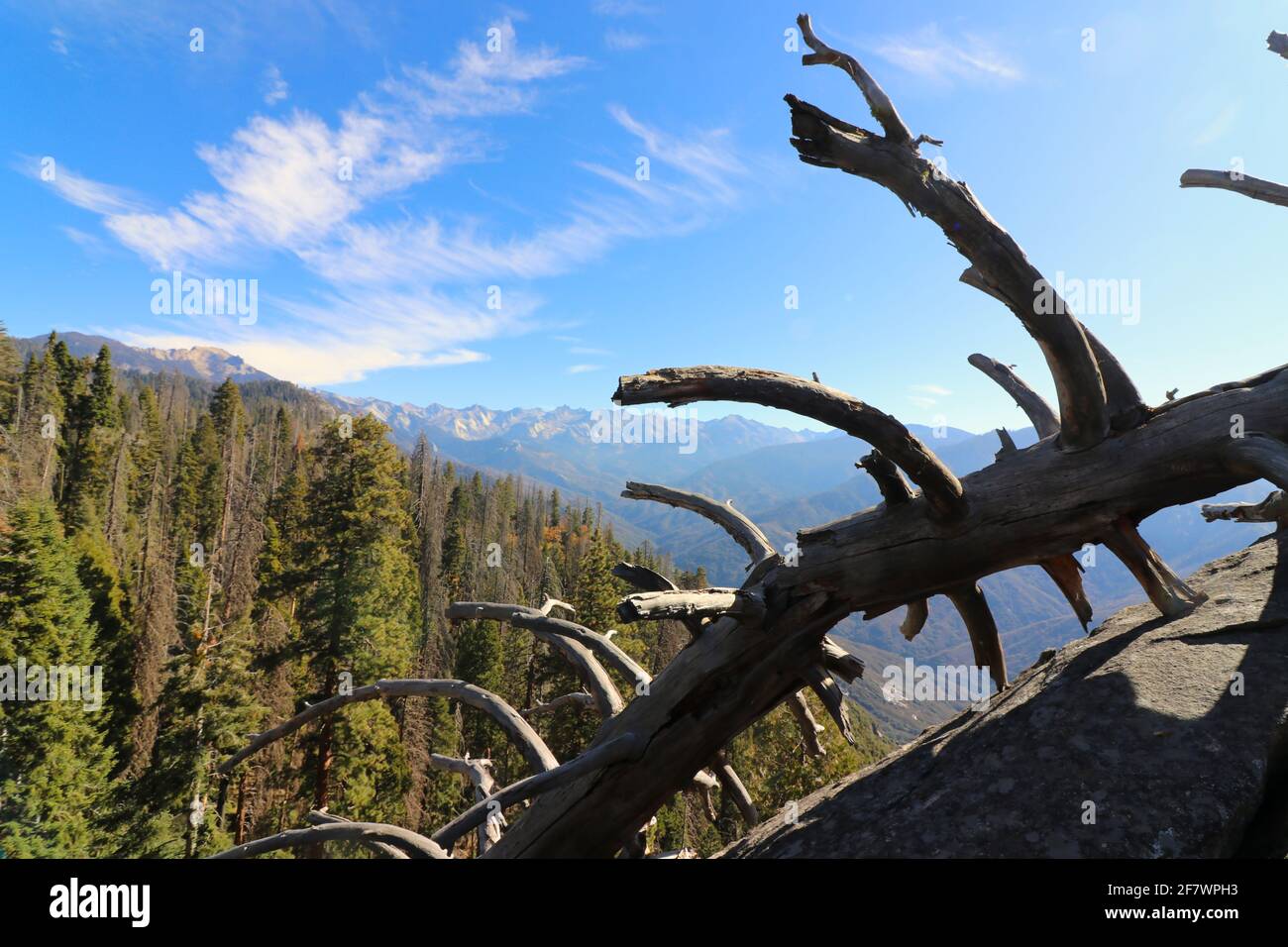 Dry tree trunk in the background of greenwood trees in Sequoia National ...