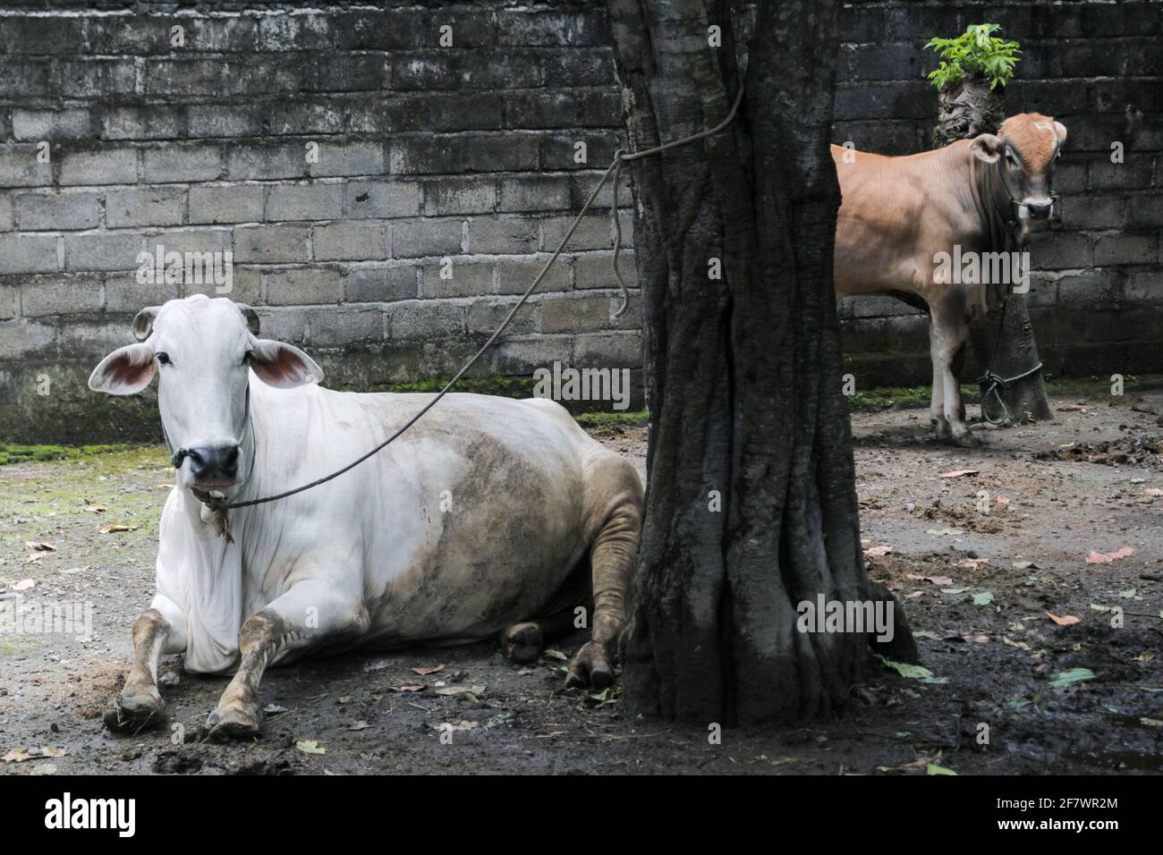 Ongole bull hi-res stock photography and images - Alamy