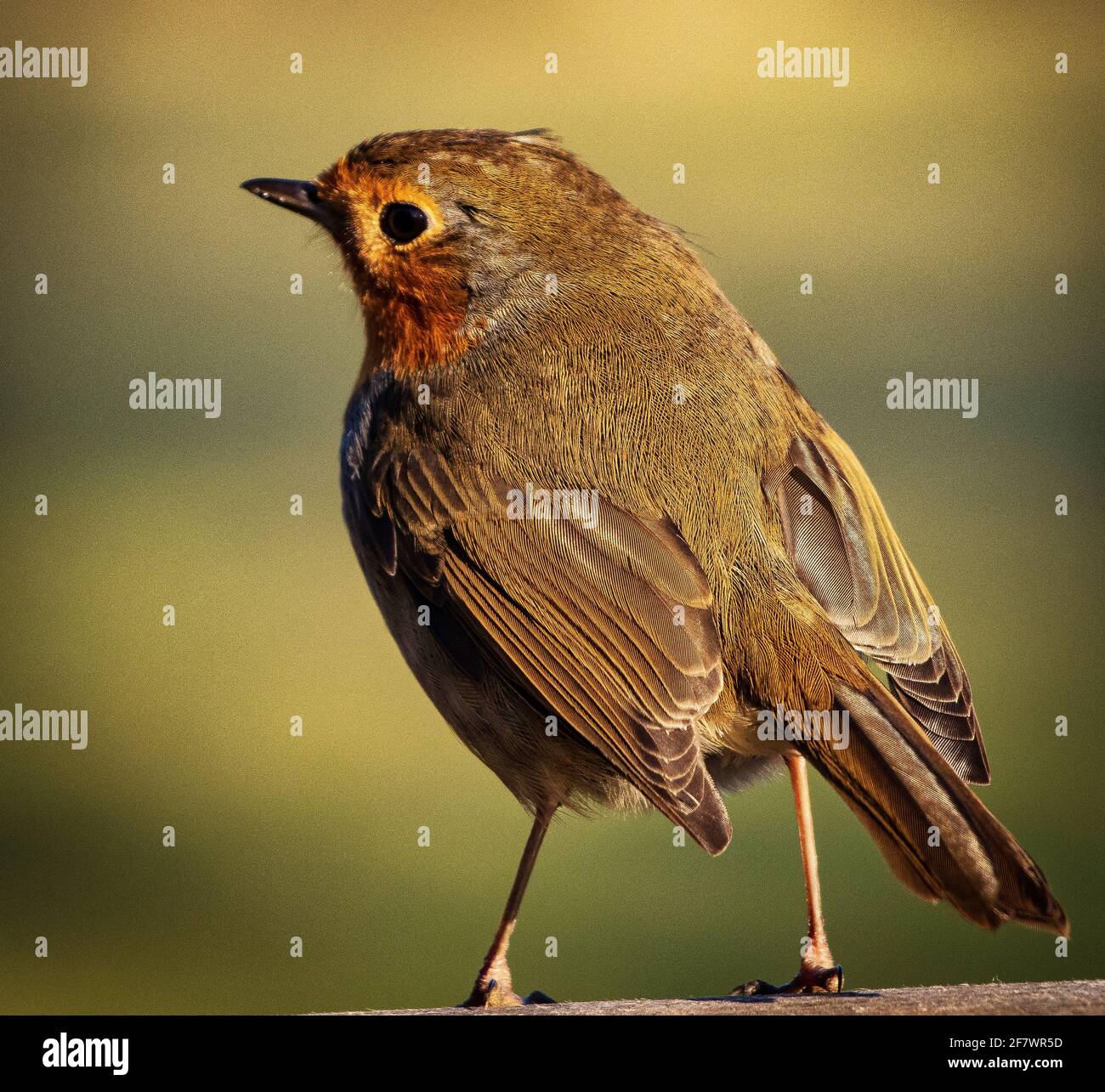 Profile of robin hi-res stock photography and images - Alamy