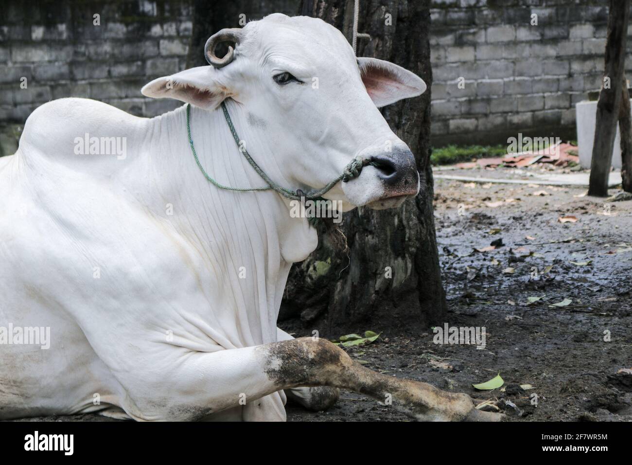 Ongole Crossbred cattle or Javanese Cow or White Cow or sapi peranakan ...