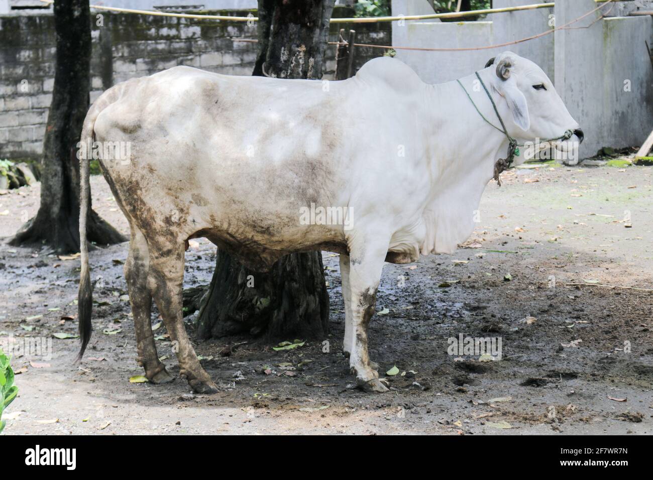Ongole Crossbred cattle or Javanese Cow or White Cow or sapi peranakan ...
