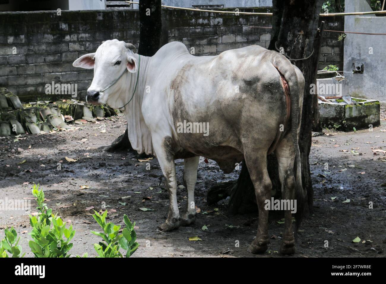 Ongole Crossbred cattle or Javanese Cow or White Cow or sapi peranakan ...
