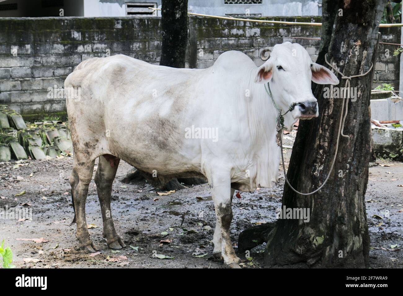 Ongole bull hi-res stock photography and images - Alamy