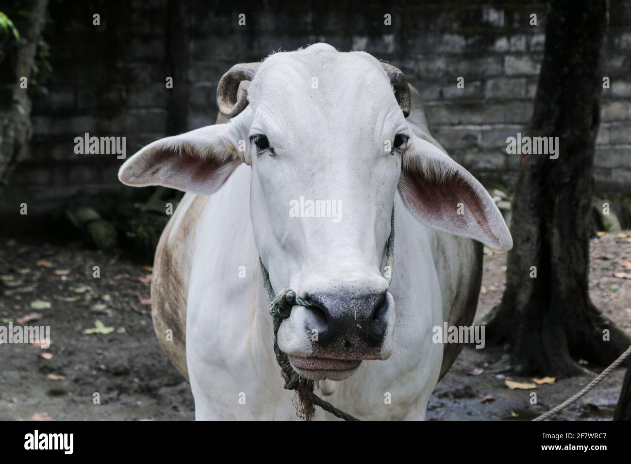 Ongole Crossbred cattle or Javanese Cow or White Cow or sapi peranakan ...