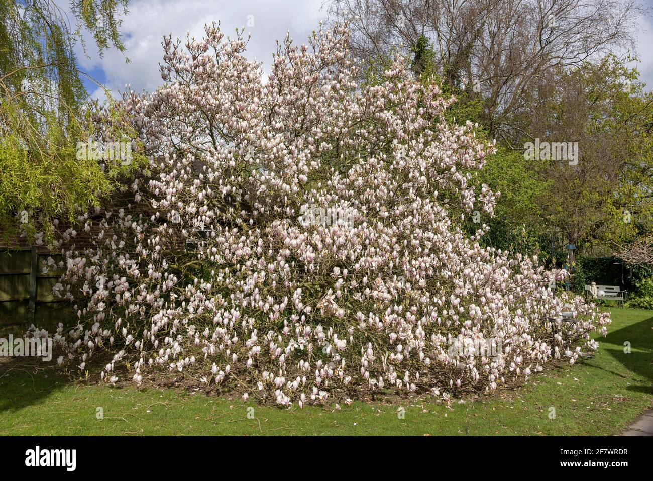 Magnolia grandiflora in full springtime bloom Stock Photo - Alamy