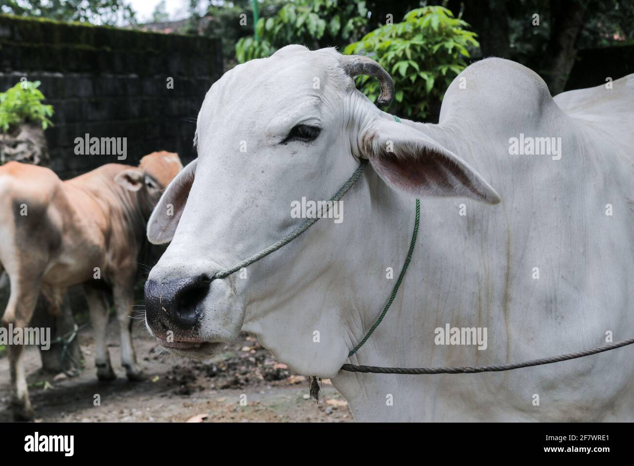 Ongole Crossbred cattle or Javanese Cow or White Cow or sapi peranakan ...